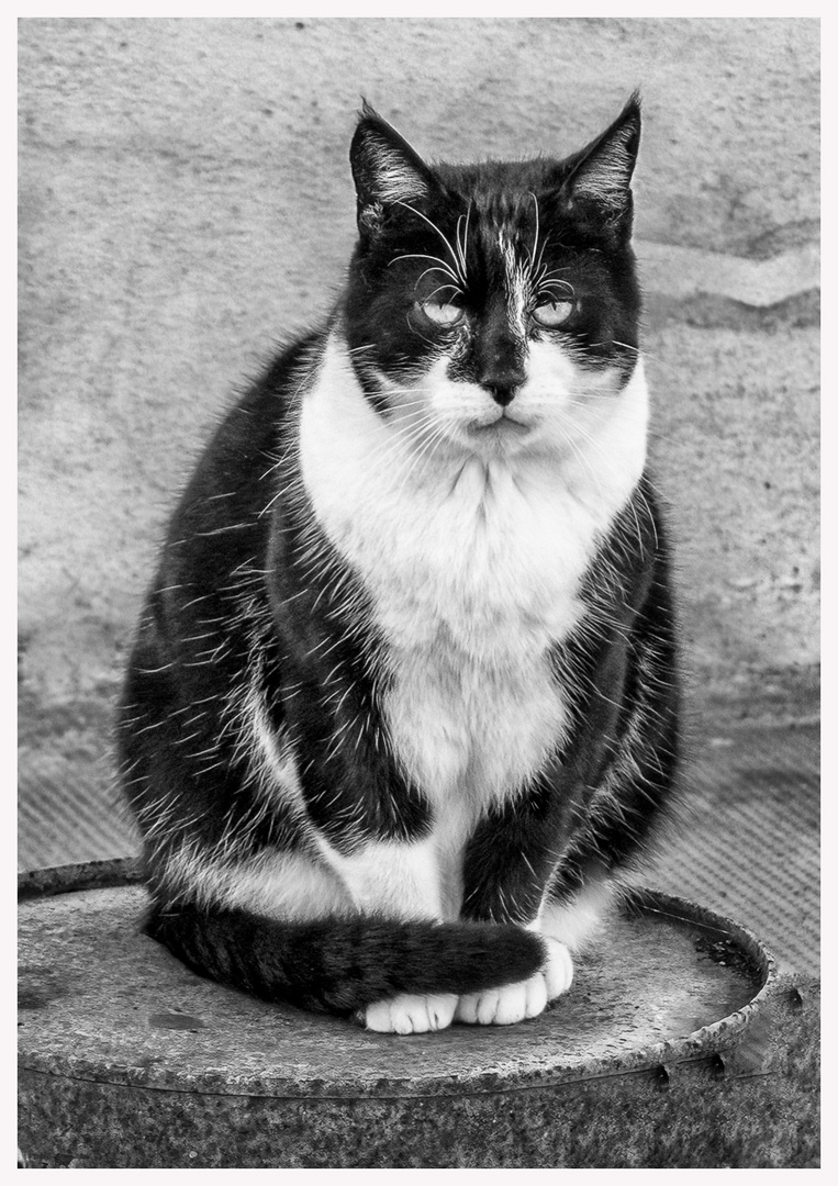 grumpy cat Foto & Bild | katze, kater, monochrom Bilder auf fotocommunity