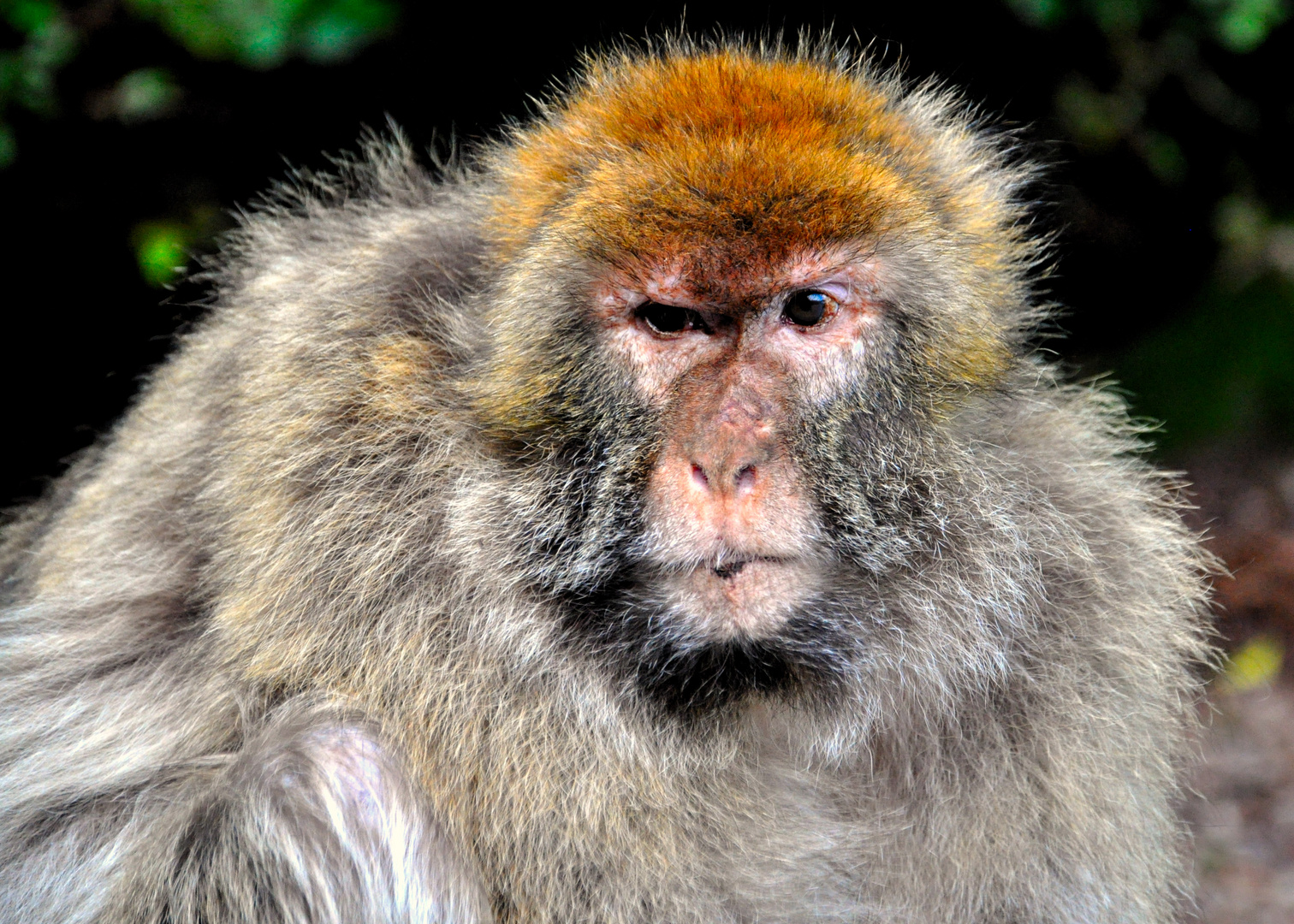 Grumpy Monkey Foto & Bild | natur, tiere, wildlife Bilder auf fotocommunity