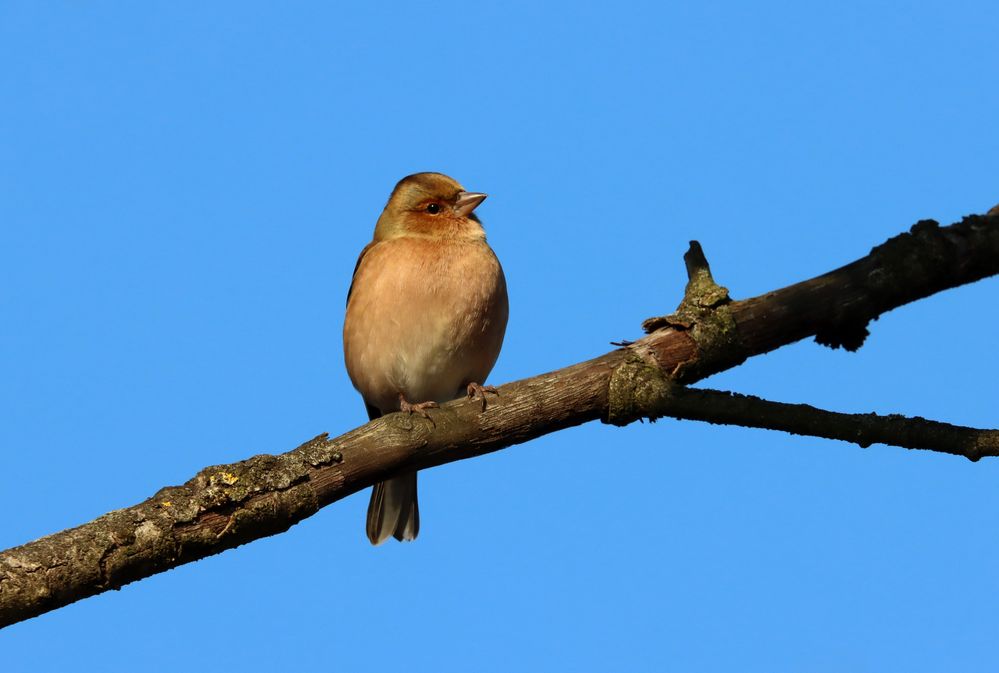 Grundkurs: "Ein Ast" Foto & Bild | baum, himmel, natur Bilder auf ...