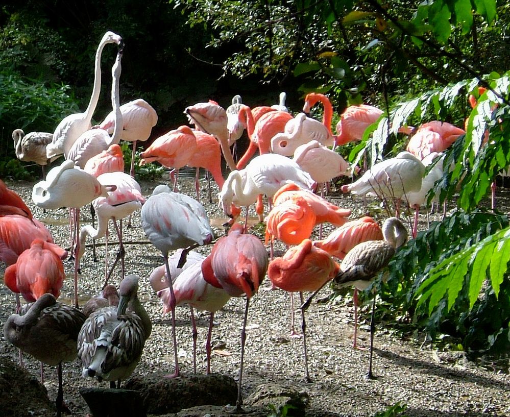 Gruppe von Flamingos Foto & Bild | flamingos Bilder auf fotocommunity