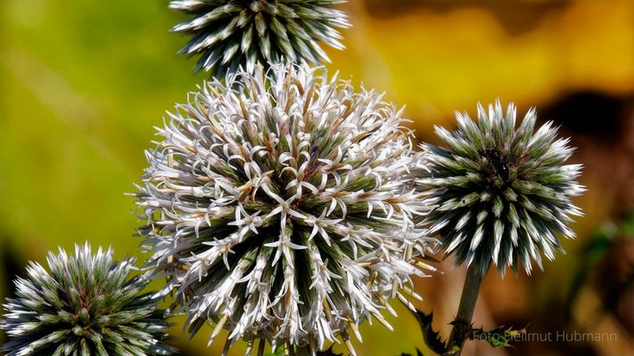 Disteln & Karden Bilder & Fotos