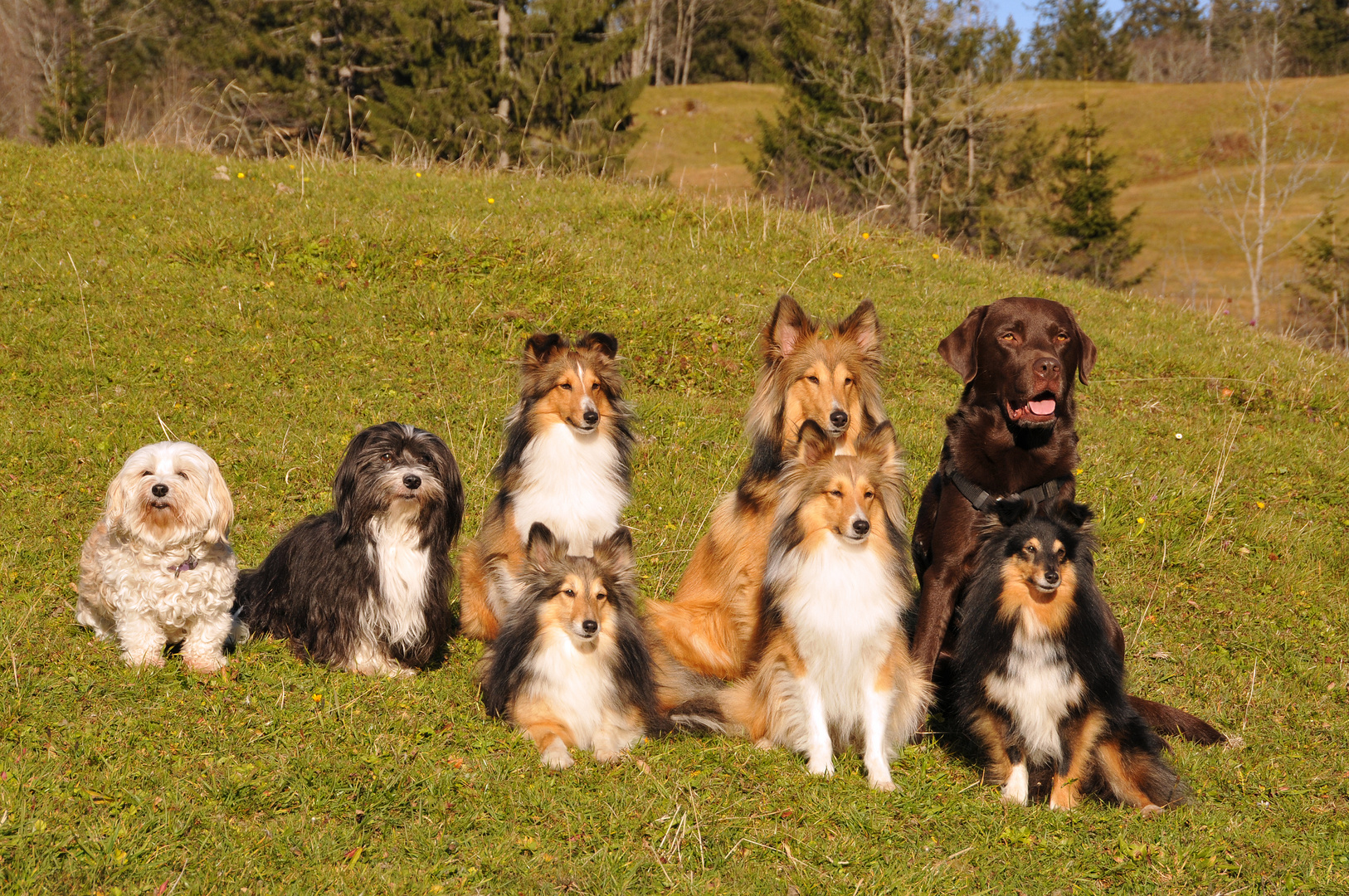 Gruppenfoto Foto & Bild | tiere, haustiere, hunde Bilder auf fotocommunity