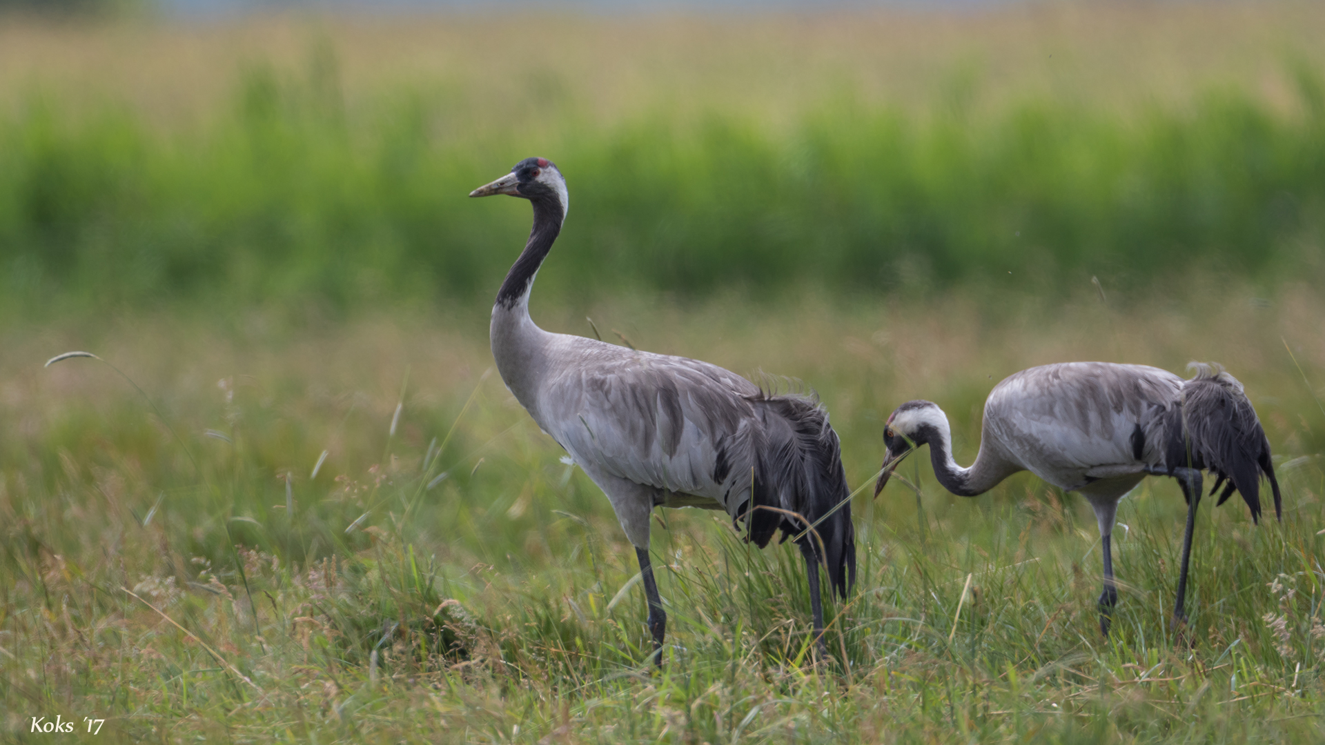 Grus grus Foto & Bild | tiere, wildlife, wild lebende vögel Bilder auf ...