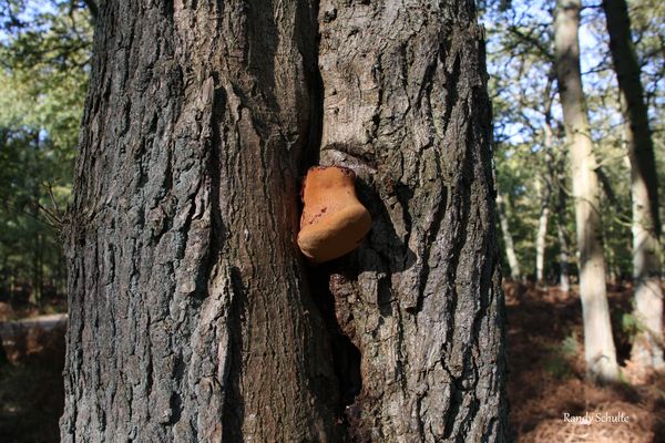 Randy Schulte - Fotos & Bilder - Fotografin aus Gelsenkirchen ...