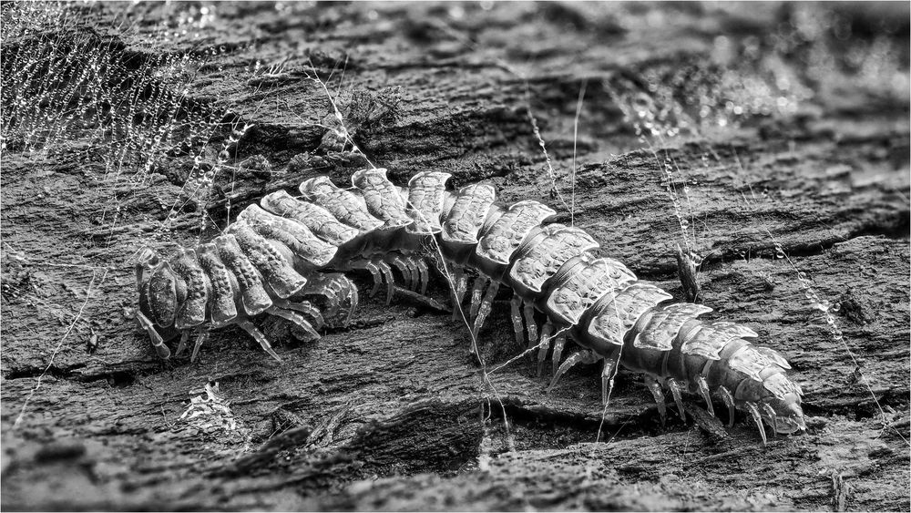 Gruselig interessant Foto & Bild | tiere, wildlife, insekten Bilder auf ...