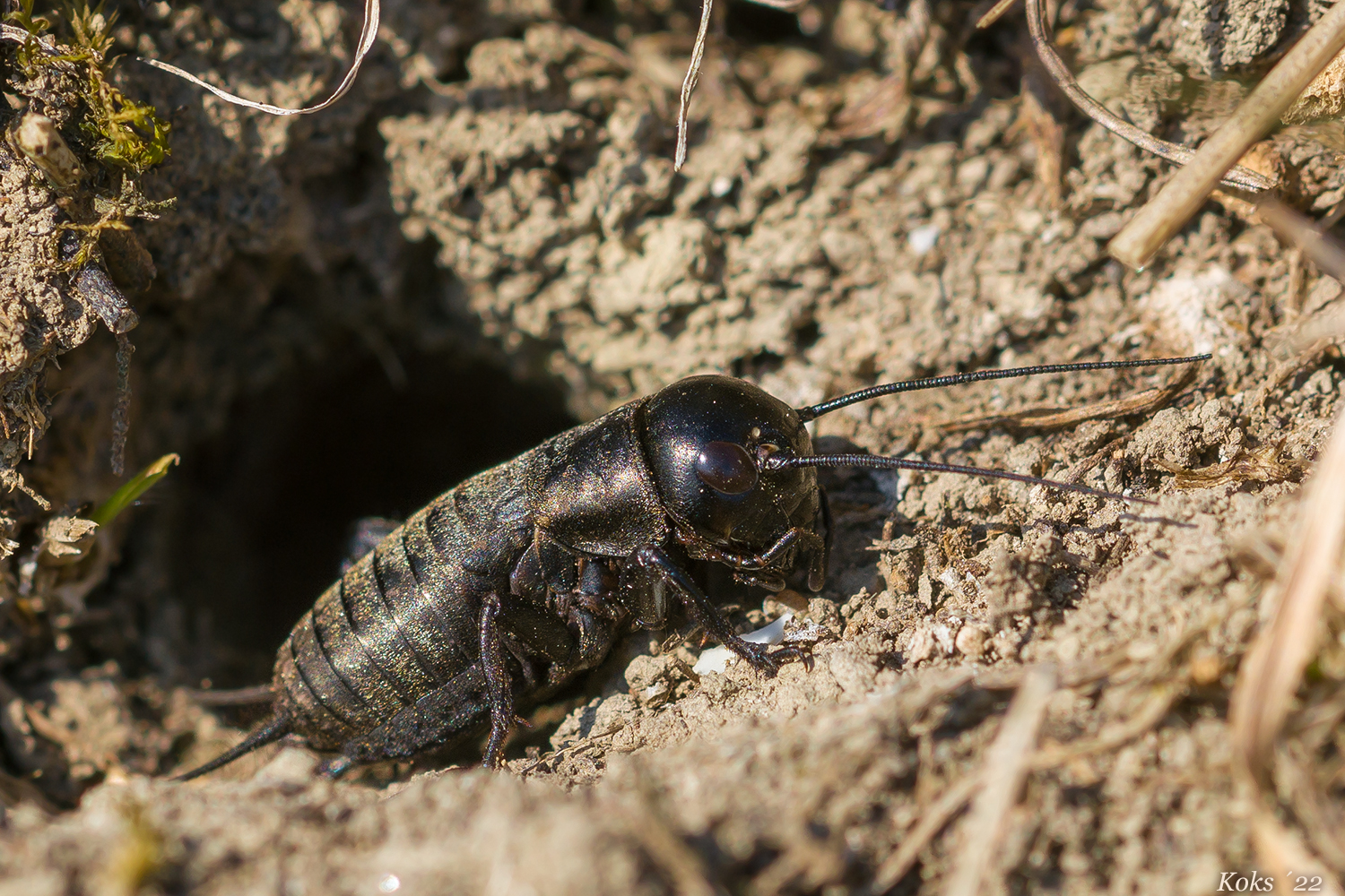 Gryllidae Foto & Bild | tiere, wildlife, insekten Bilder auf fotocommunity