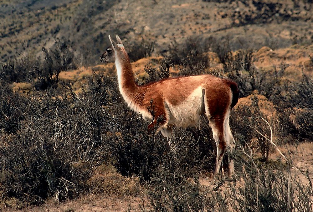 Guanako Foto & Bild | south america, chile, torres del paine n.p ...