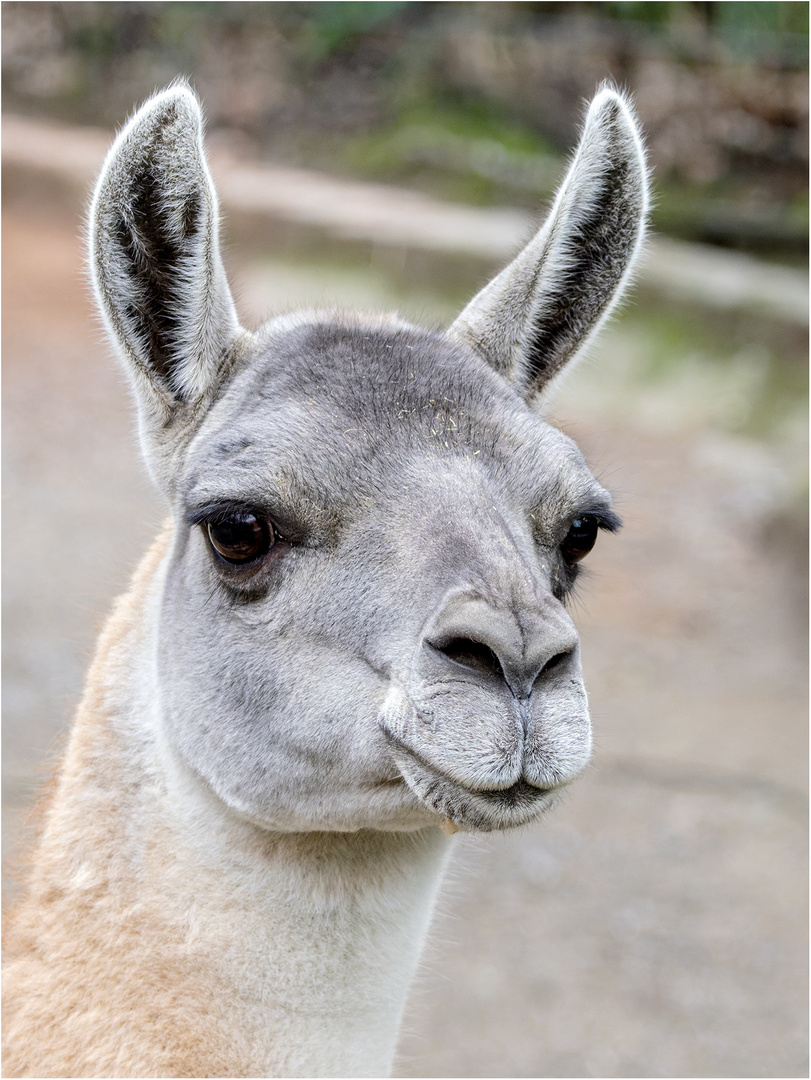 Guanako Foto & Bild | natur, portrait, porträt Bilder auf fotocommunity