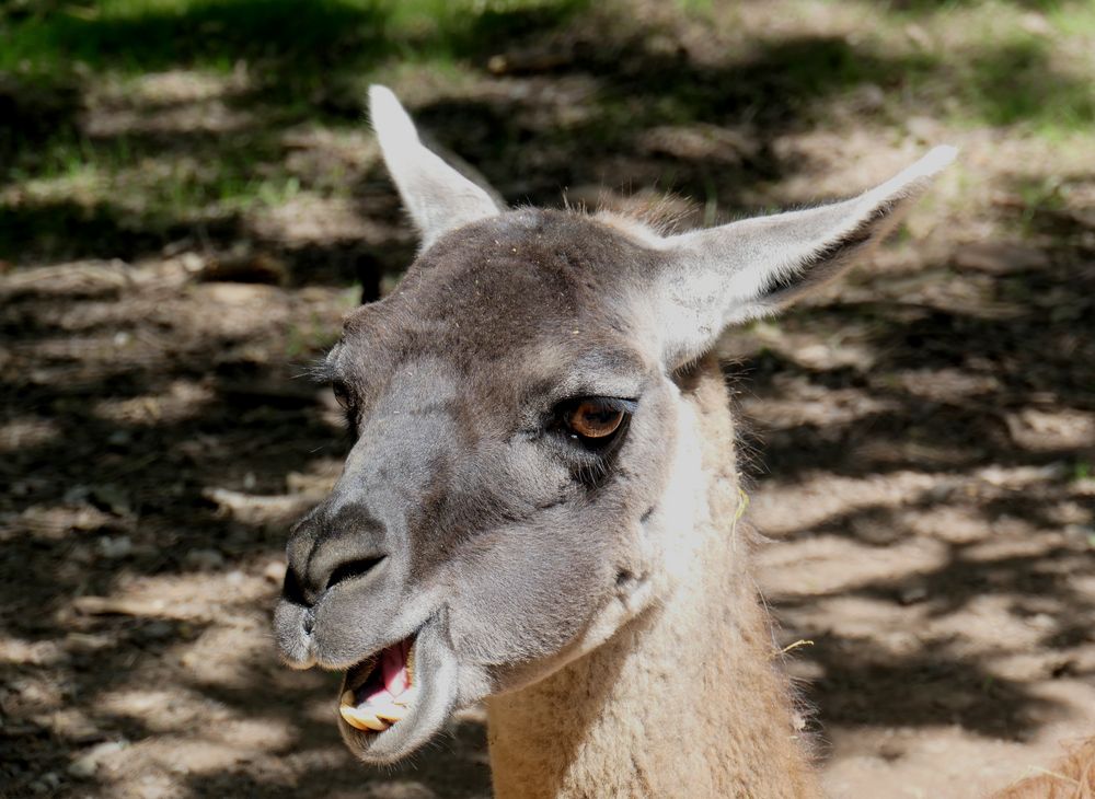 Guanako Foto & Bild | natur, tier, zoo Bilder auf fotocommunity