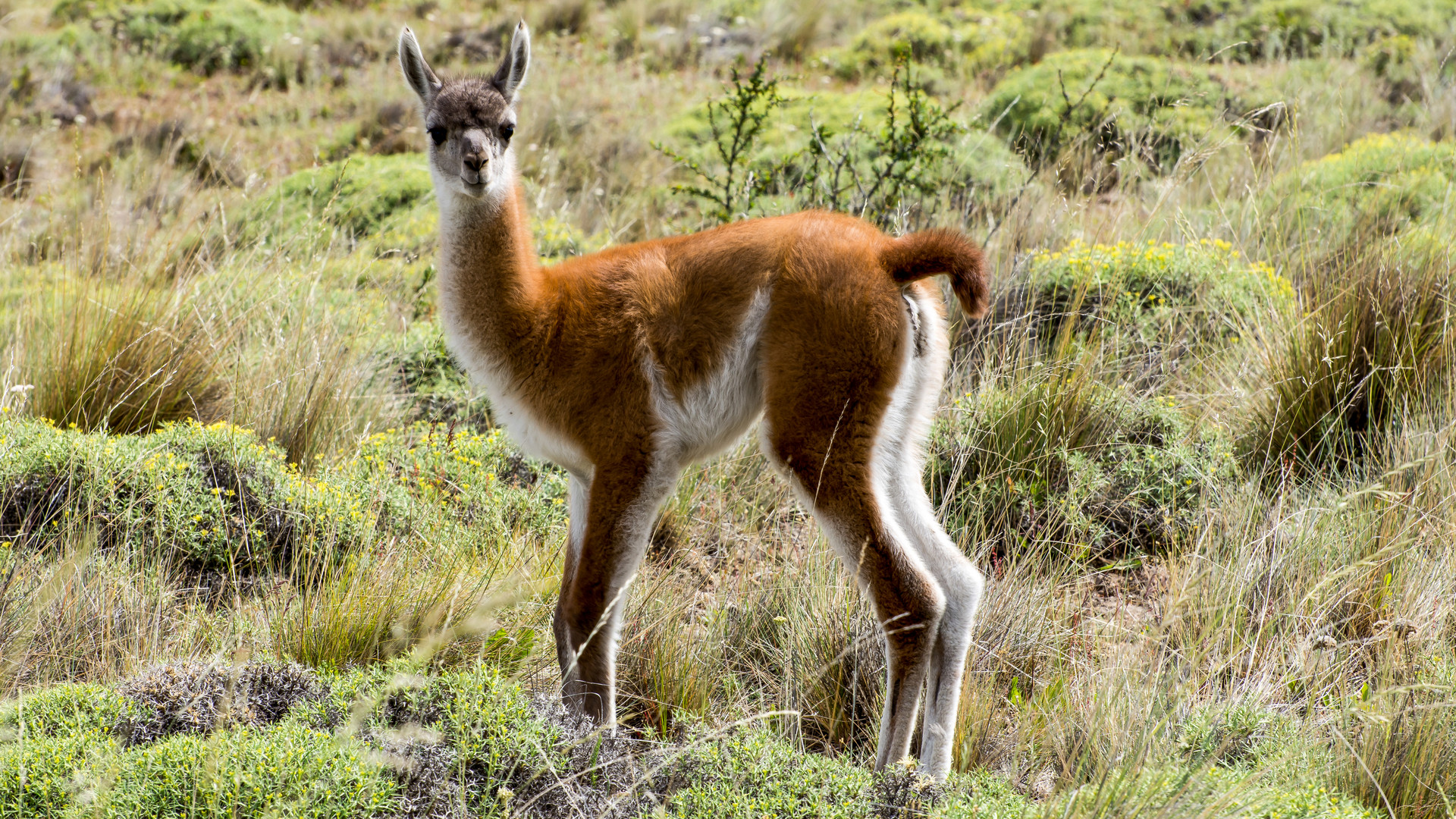 guanako jungtier Foto & Bild | south america, stillleben, tiere Bilder ...
