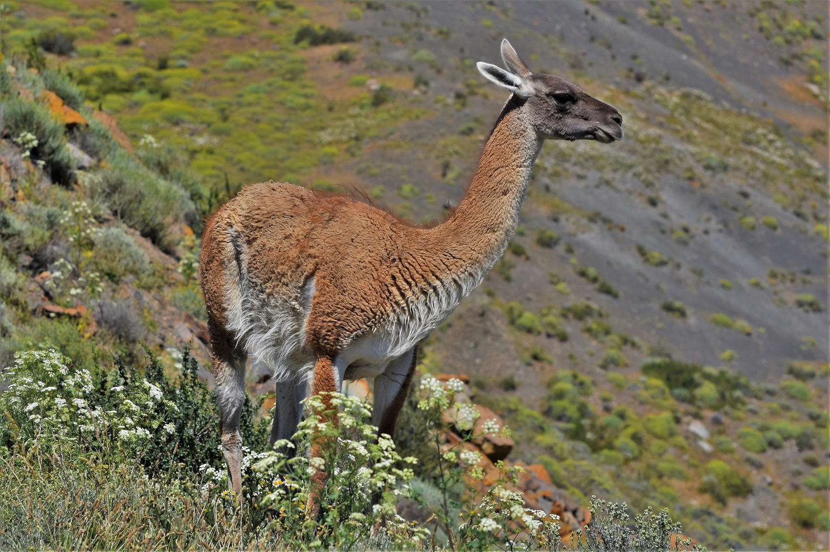 guanako? - vikunja? Foto & Bild | world, spezial, natur Bilder auf ...