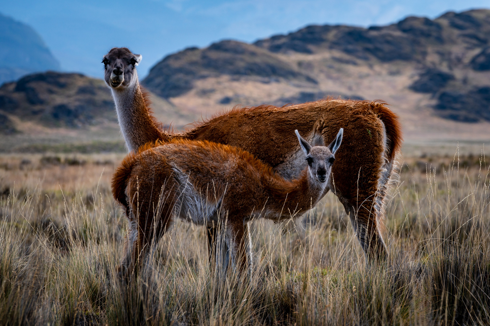 Guanakos im Patagonien Nationalpark Foto & Bild | world, natur, tiere ...