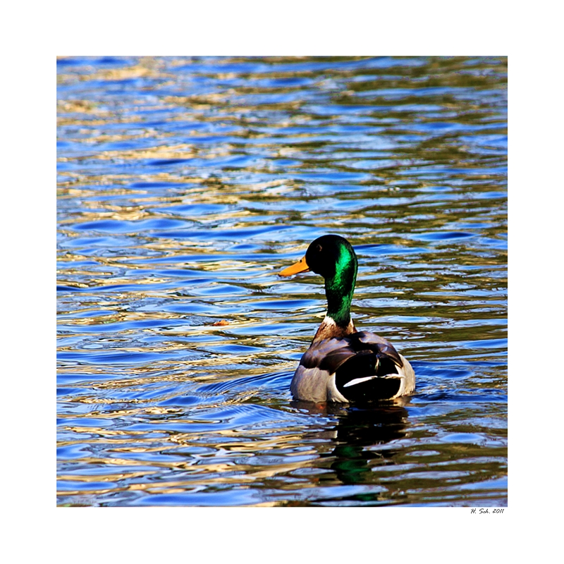 Guck nisch! Foto & Bild | sonstiges, wasser im detail, spiegelungen ...