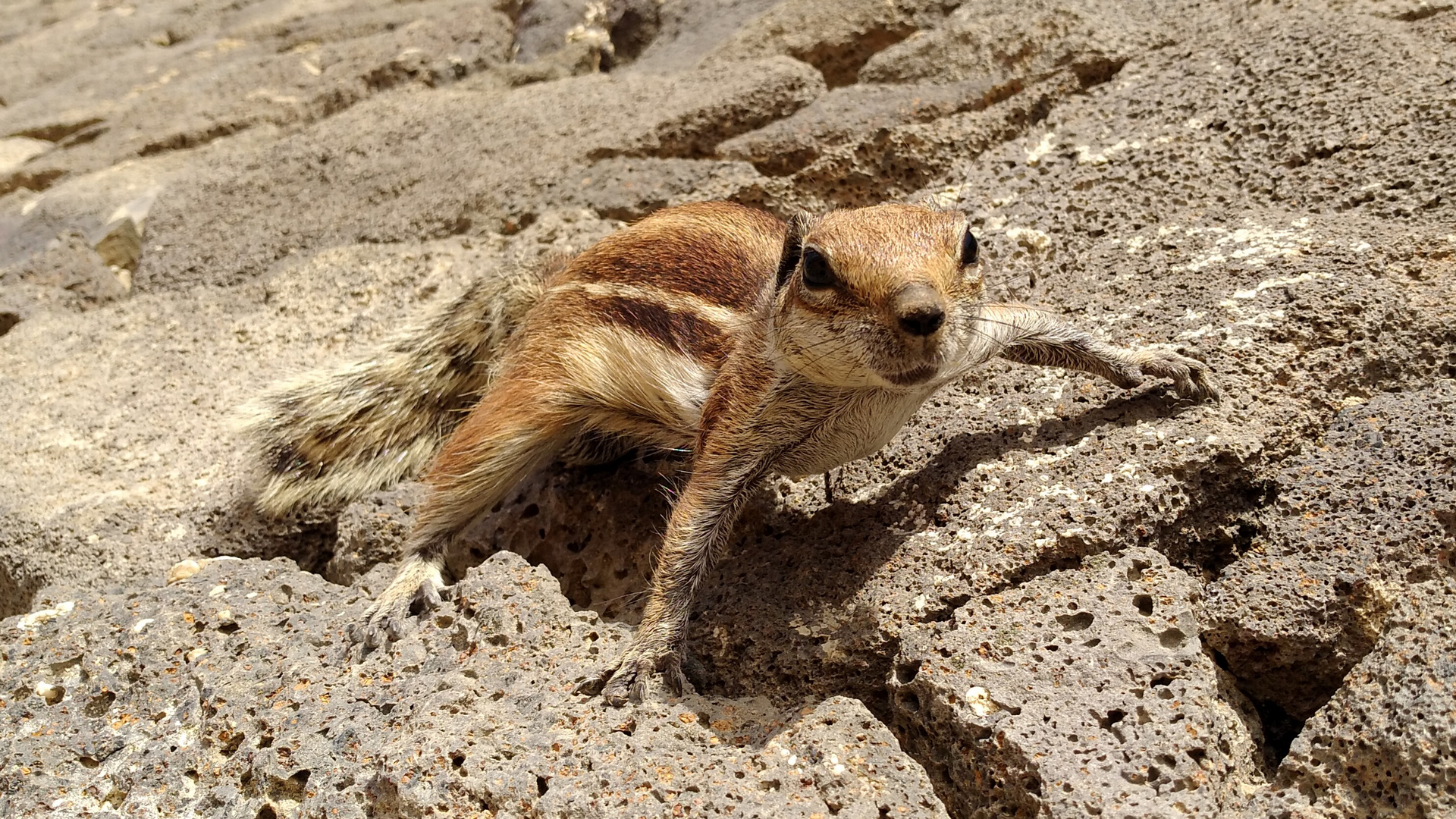 Guckguck Foto & Bild | tiere, wildlife, säugetiere Bilder auf fotocommunity