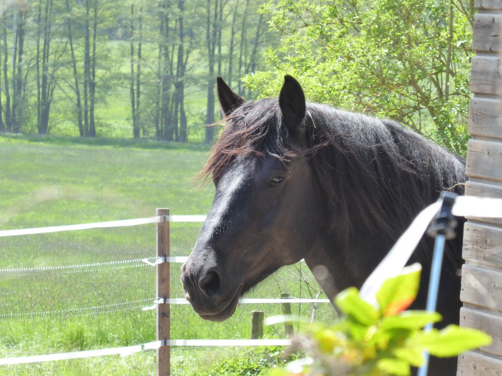 Guckuck Foto & Bild | tiere, haustiere, pferde, esel, maultiere Bilder ...