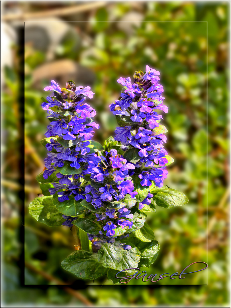 ~ Günsel ~ Foto & Bild | natur-kreativ, blumen_pflanzen, natur Bilder ...