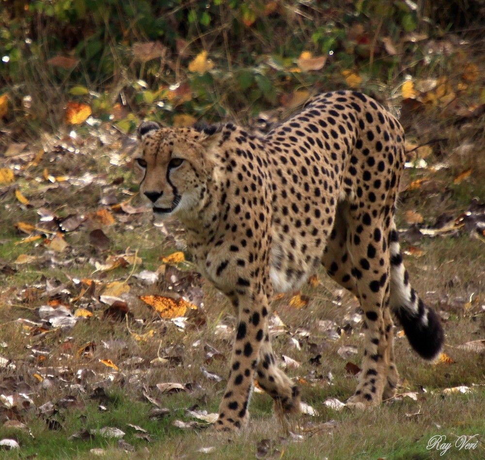 Guépard photo et image | nature, animaux, animaux sauvages Images ...