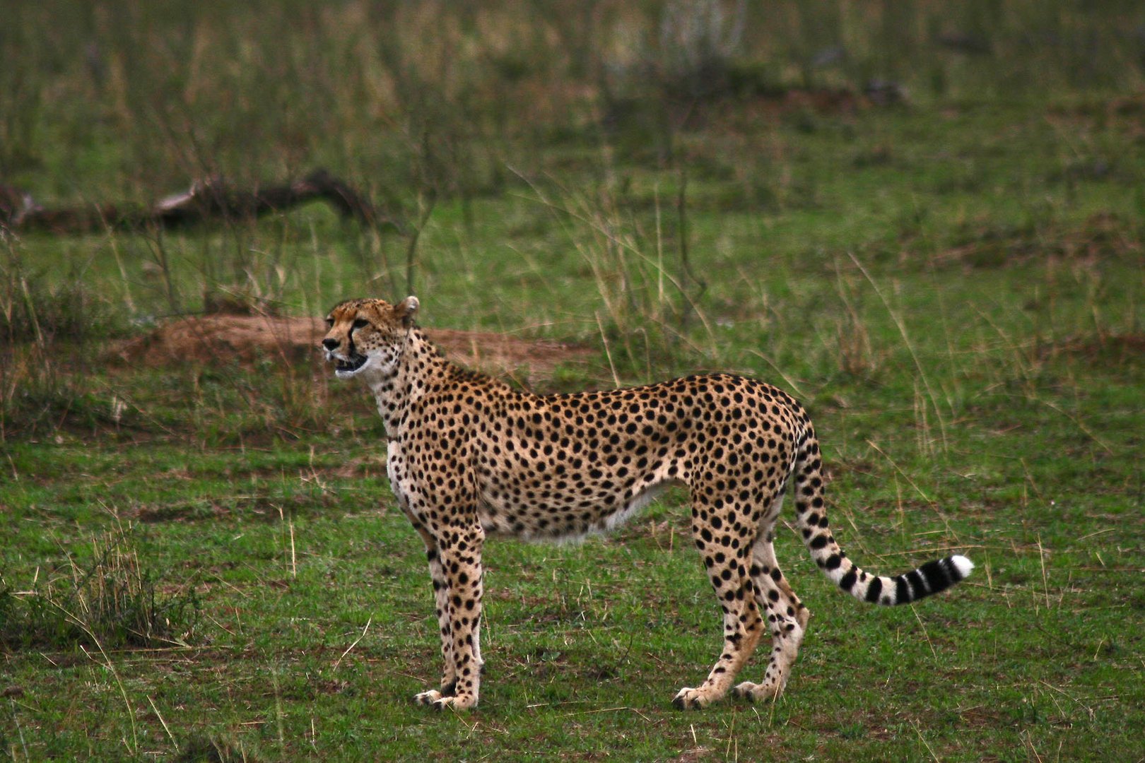 GUEPARD photo et image | animaux, nature Images fotocommunity