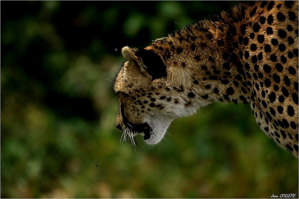 " Guépard " photo et image | portraits sauvages, *mes étoiles*, nature ...