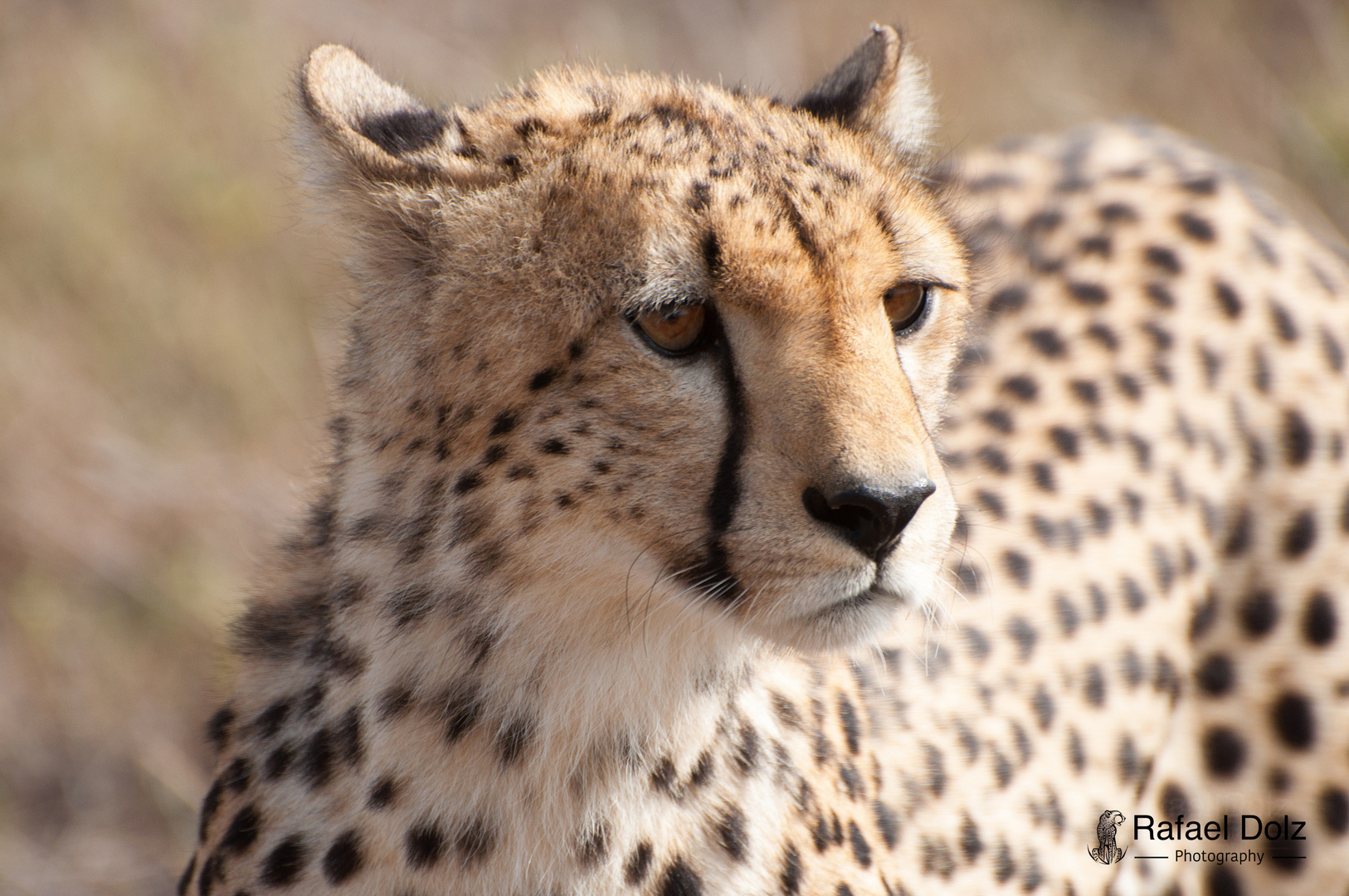 Guepardo Imagen & Foto | animales, animales salvajes, wildlife Fotos de ...