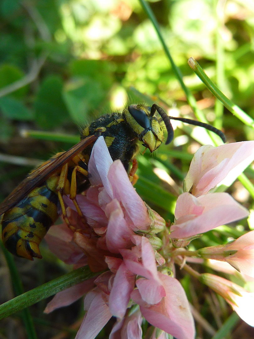 GUEPE 3 photo et image | macro nature, macro insectes, les butineuses ...