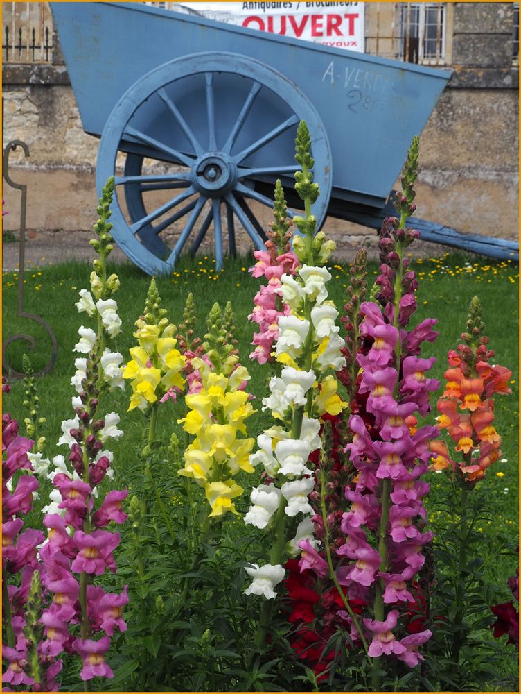 Gueules de loup… photo et image | europe, france, midi-pyrénées Images ...