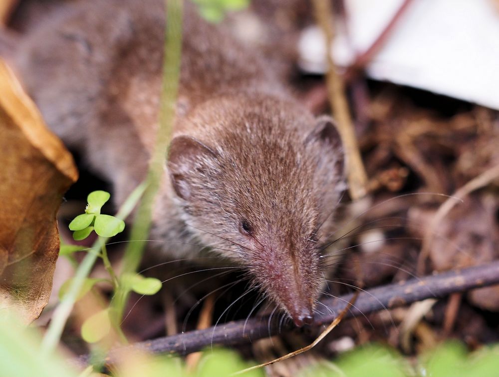 Guggug.... Foto & Bild | natur, tiere, wildlife Bilder auf fotocommunity