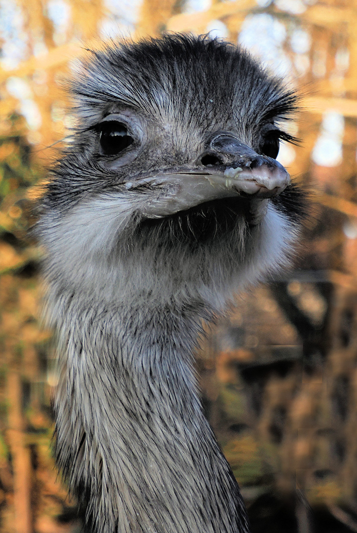 Guggug Foto & Bild | fotos, natur, vogel Bilder auf fotocommunity