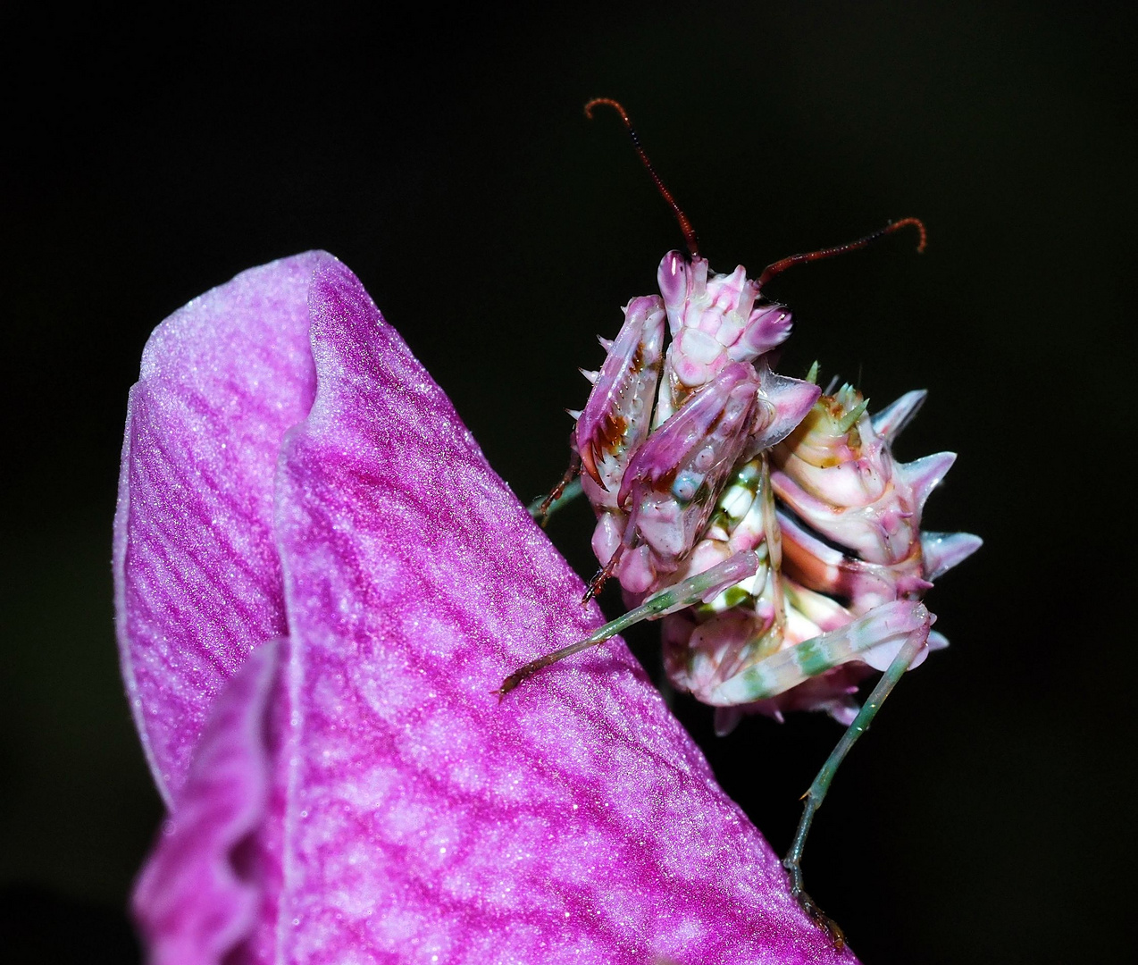 Guggug.... Foto & Bild | makro, natur, tier Bilder auf fotocommunity
