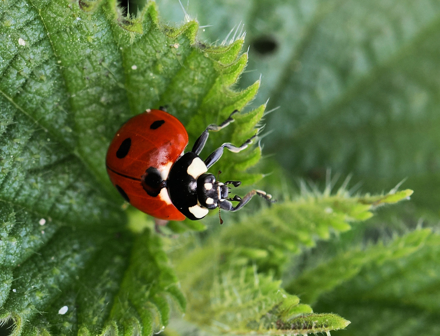 Guggug Foto & Bild | natur, insekt, insekten Bilder auf fotocommunity