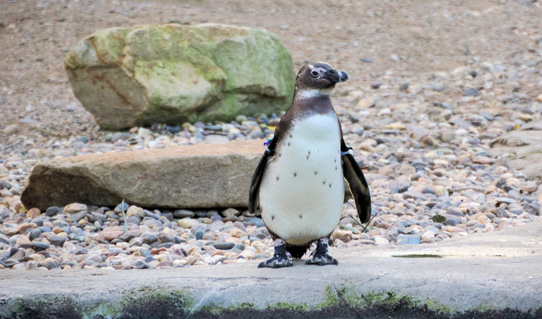 Guggug … Foto & Bild | zoo, tiere, vögel Bilder auf fotocommunity