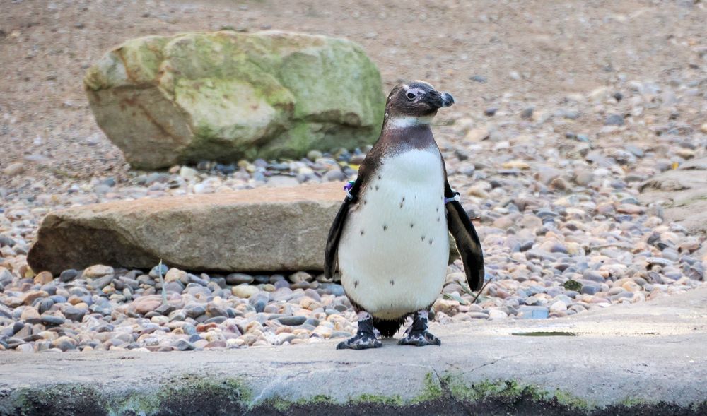 Guggug … Foto & Bild | zoo, tiere, vögel Bilder auf fotocommunity
