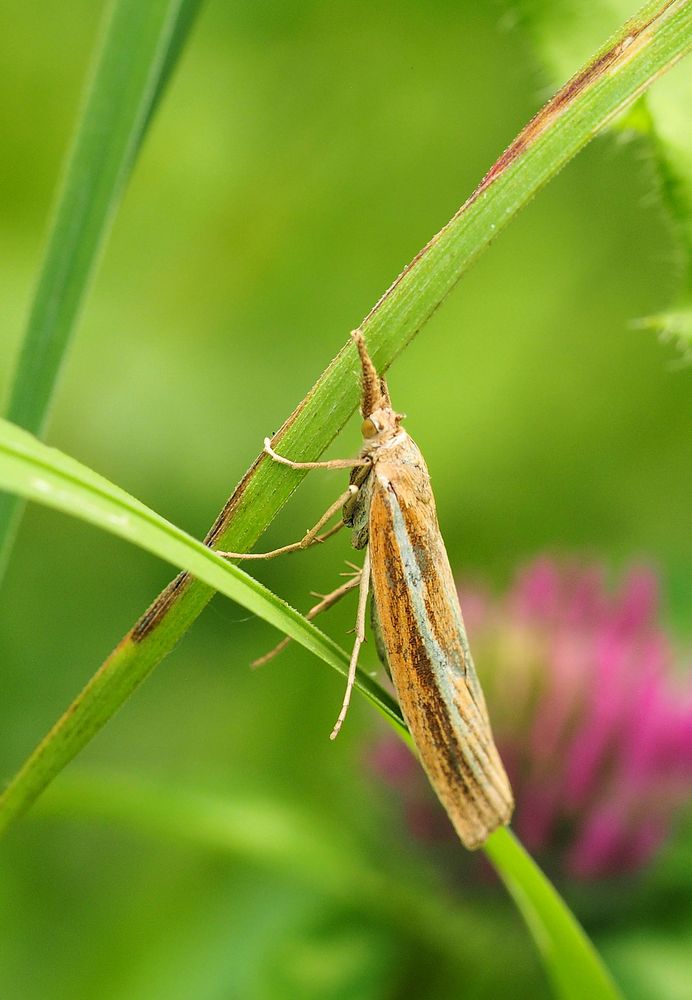 Guggug… Foto & Bild | fotos, natur, insekt Bilder auf fotocommunity