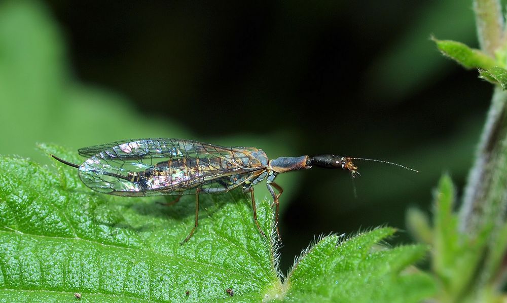 Guggug Foto & Bild | tiere, wildlife, insekten Bilder auf fotocommunity