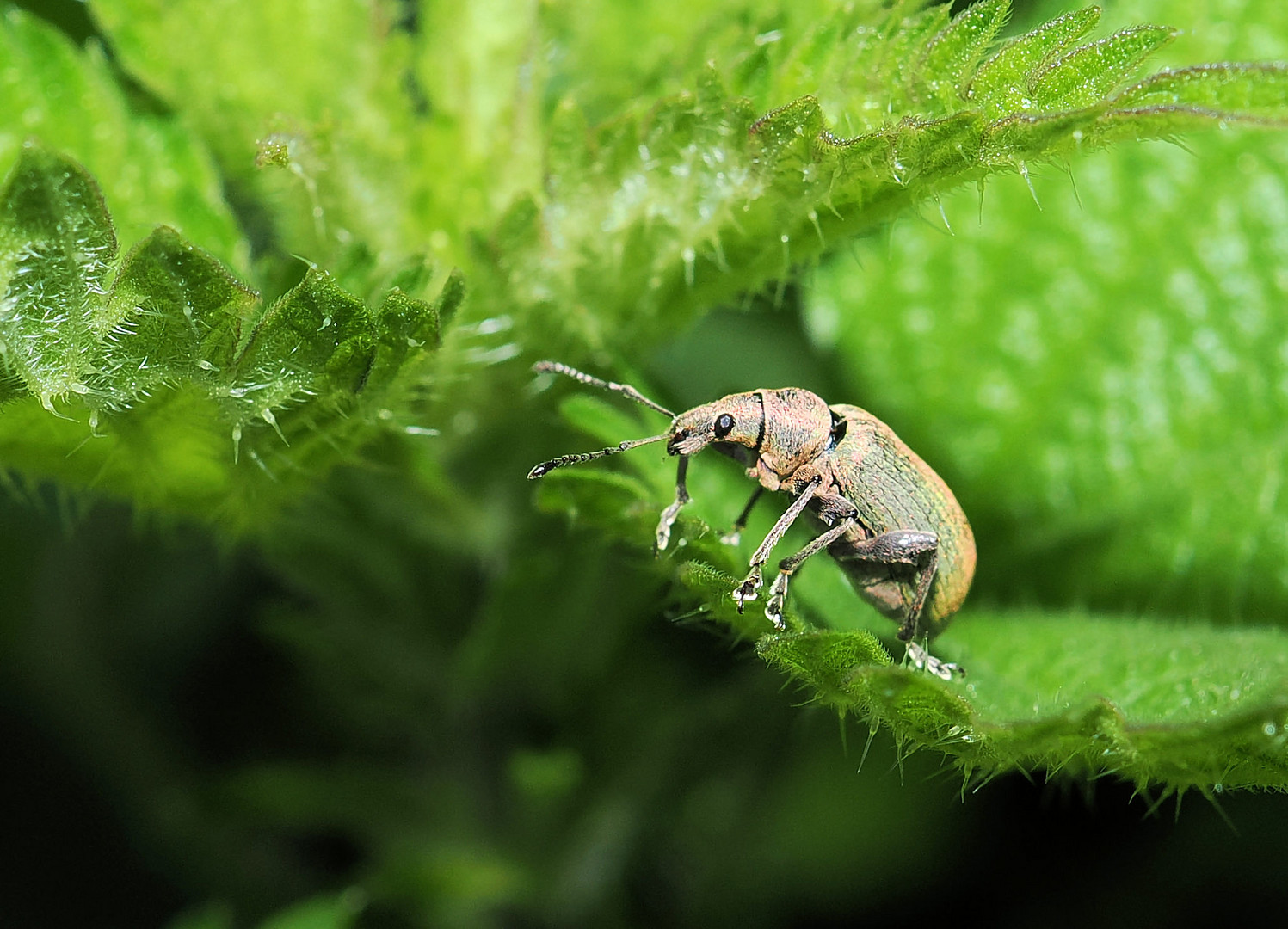Guggug sagt der Grünrüssler… Foto & Bild | spezial, insekt, insekten ...