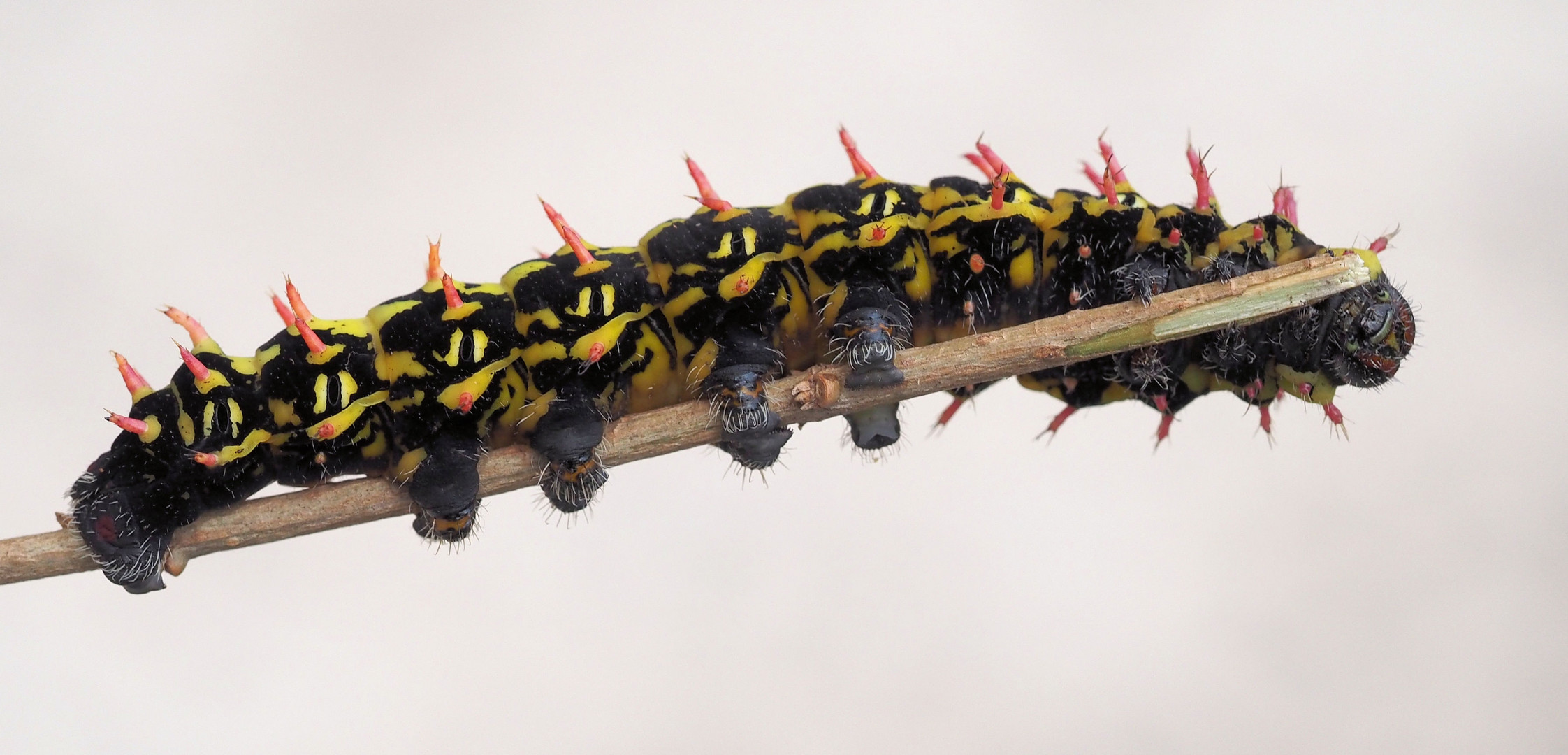 Guggug sagt die Raupe … Foto & Bild | makro, natur, nachtfalter Bilder ...