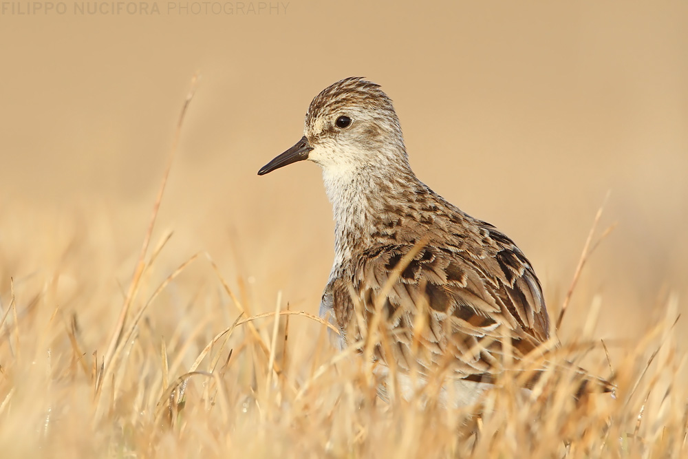 GUGUS *** Foto & Bild | tiere, wildlife, wild lebende vögel Bilder auf ...