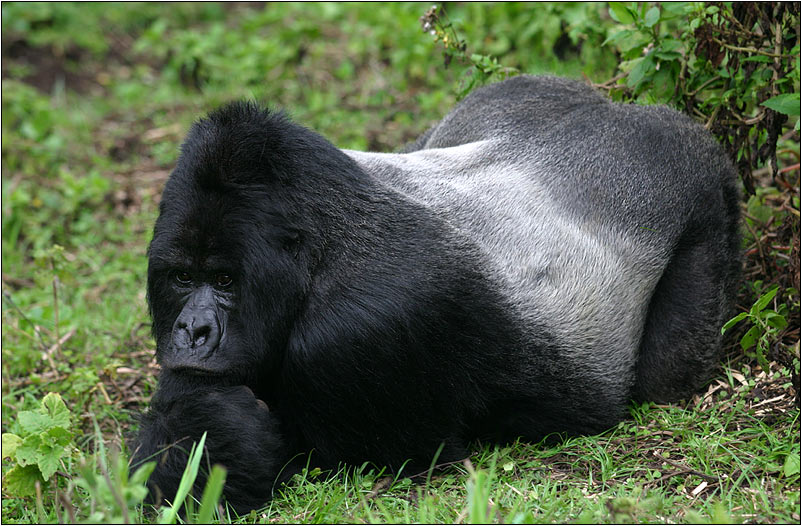 guhonda - the silverback 02 Foto & Bild | africa, central africa ...