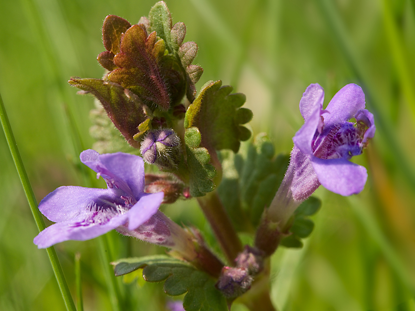 Gundermann oder Gundelrebe (Glechoma hederacea) Foto & Bild | pflanzen ...