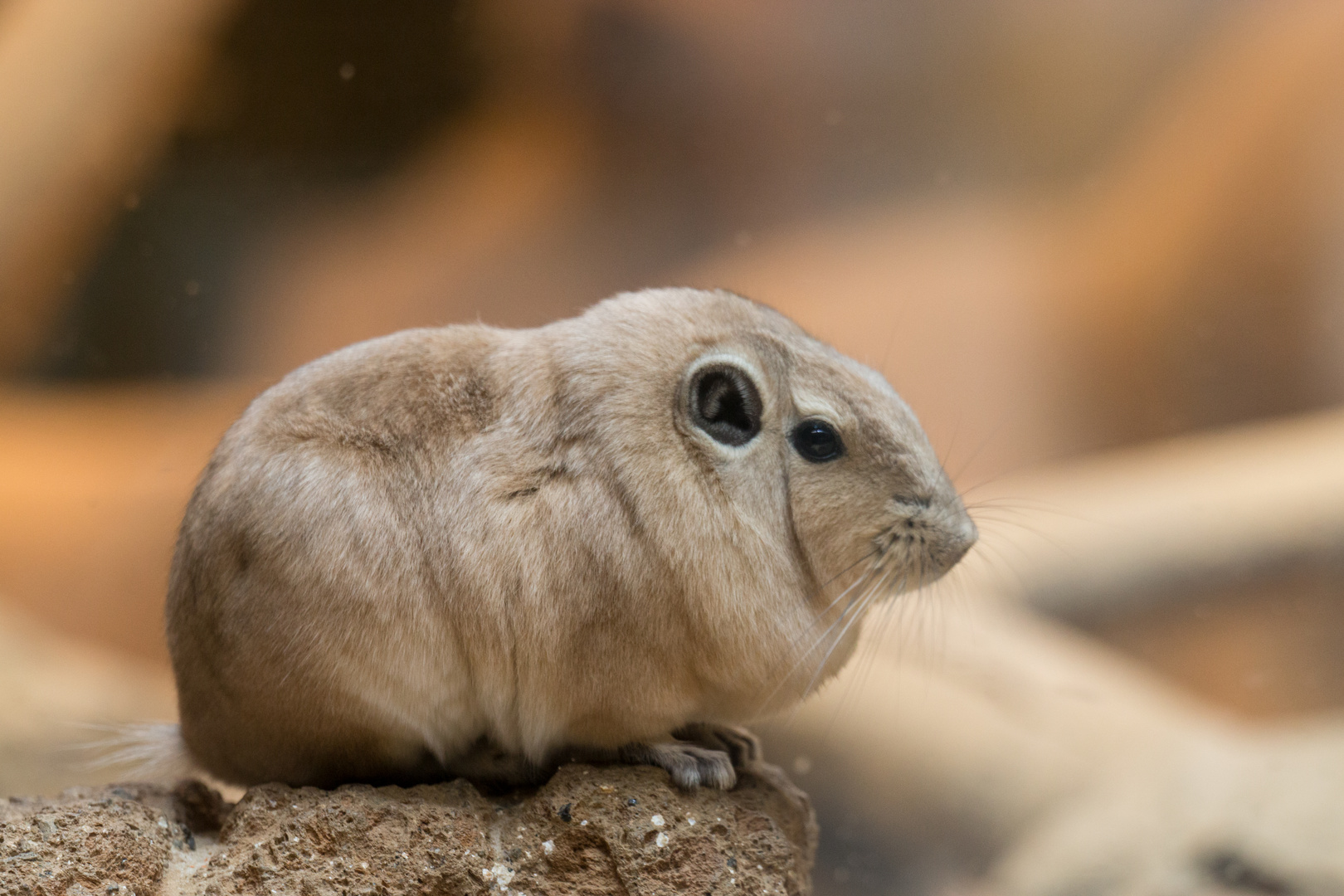 Gundi Foto & Bild | tiere, wildlife, säugetiere Bilder auf fotocommunity