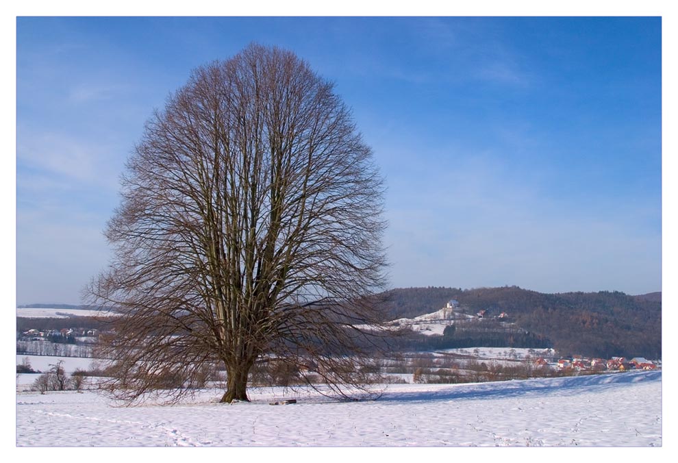 Gunzendorfer Linde im Winter Foto & Bild | pflanzen, pilze & flechten, bäume, einzelbäume Bilder ...