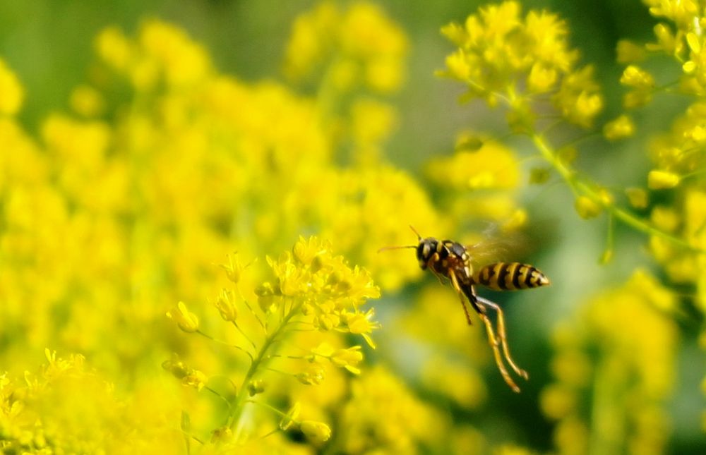 Guêpe photo et image | macro nature, macro insectes, les butineuses ...