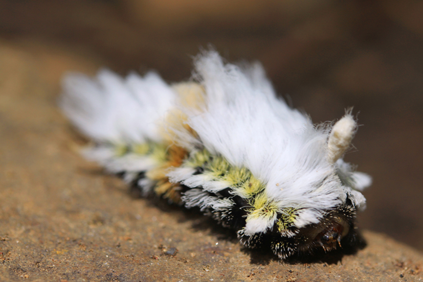 gusano quemador Imagen & Foto | animales, animales salvajes, naturaleza ...