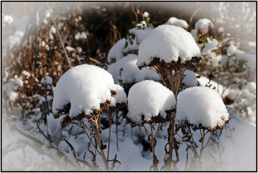 gut behutet Foto & Bild | jahreszeiten, winter, natur Bilder auf ... gut behutet Foto & Bild | jahreszeiten, winter, natur Bilder auf ...