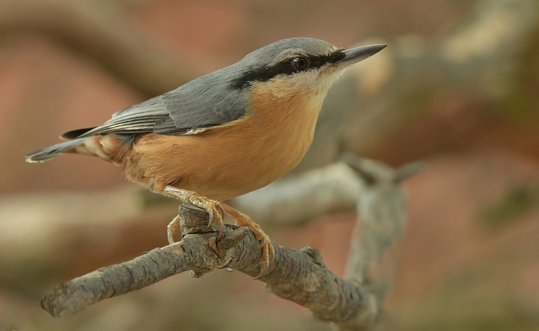 Gut Bekrallt ist der Kleiber Foto & Bild | tiere, wildlife, wild ...