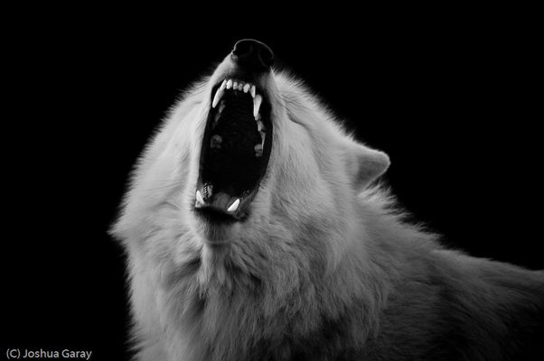 Joshua Garay - Fotos & Bilder - Fotograf aus Rodenbach b. Hanau ...