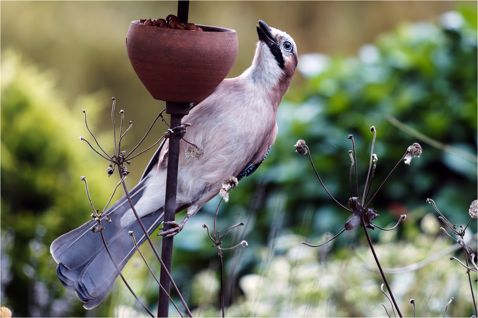 gut gelaunt ..... Foto & Bild | tiere, wildlife, wild lebende vögel ...