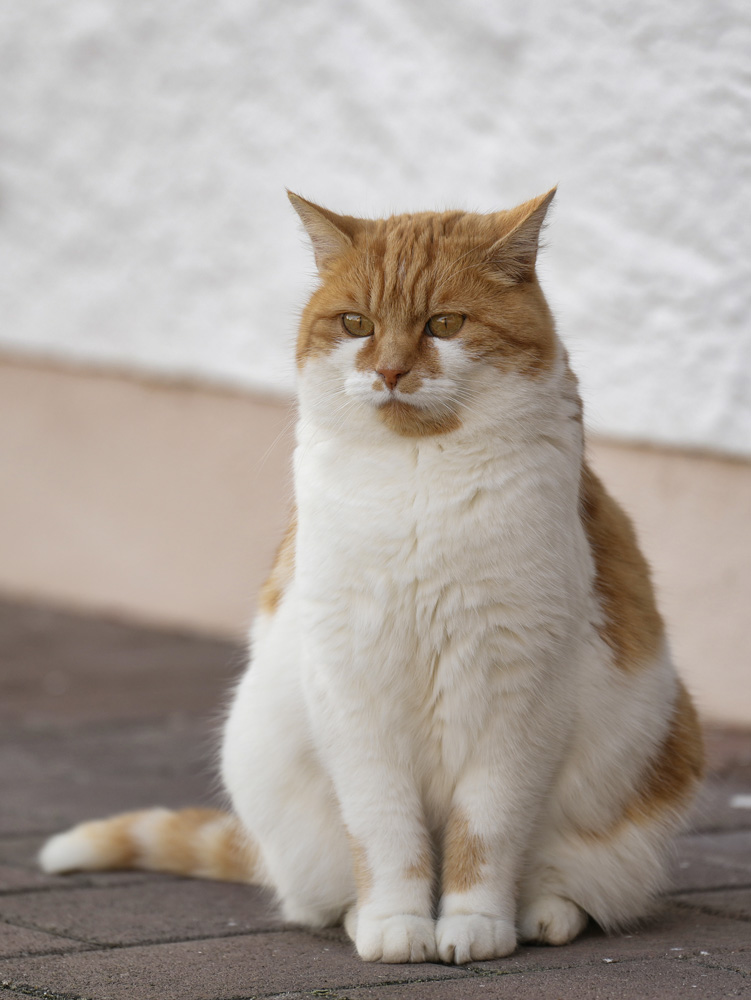 Gut genährt Foto & Bild | tiere, haustiere, katzen Bilder auf fotocommunity