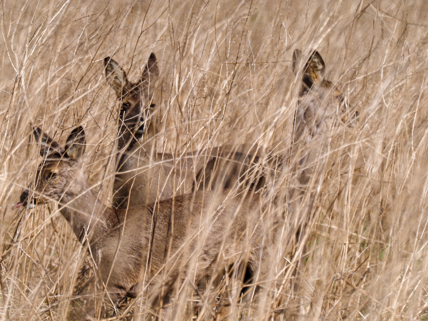 Gut Getarnt Foto & Bild | tiere, wildlife, säugetiere Bilder auf ...
