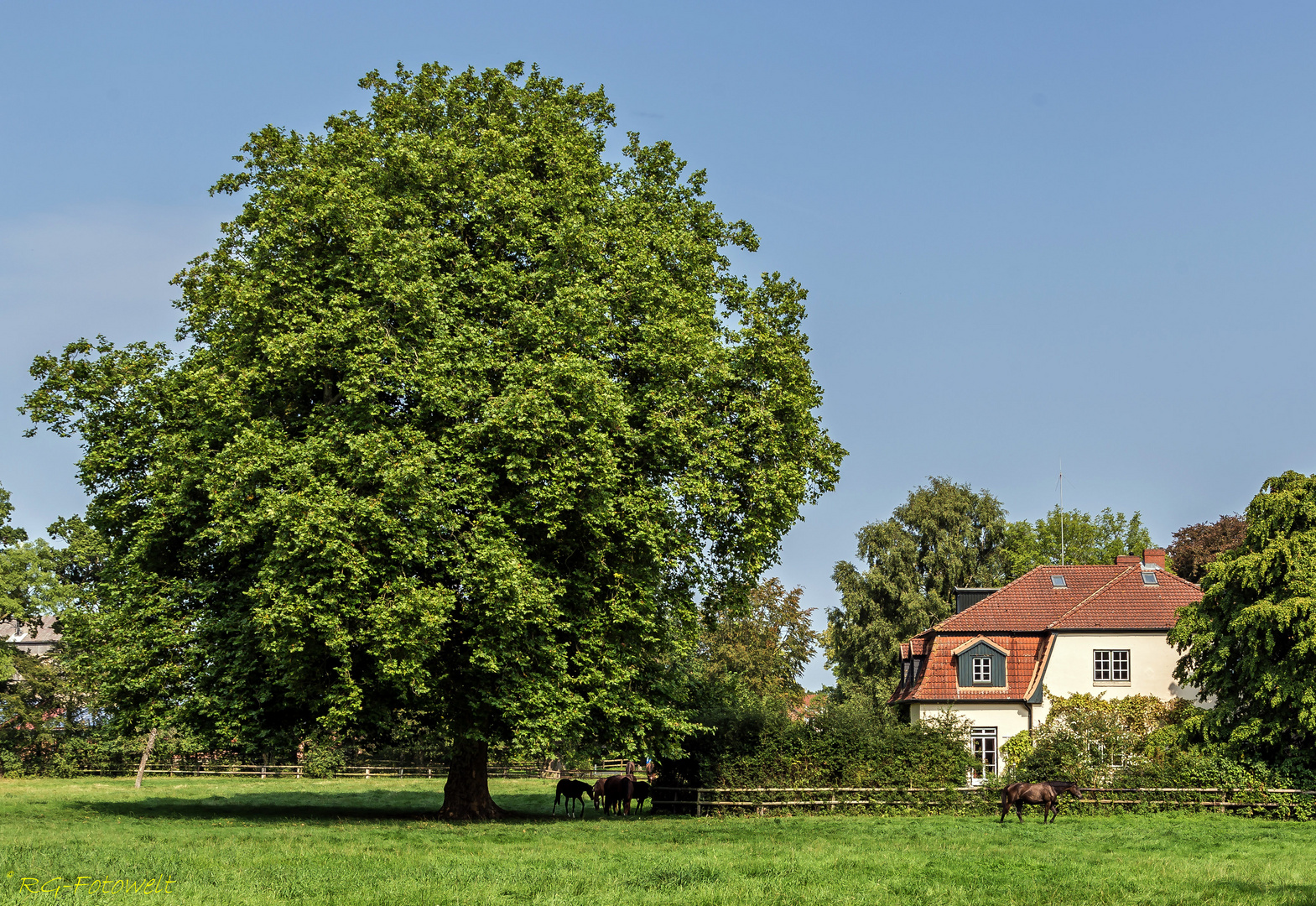 Gut Panker - Trakehner Foto & Bild | deutschland, europe, schleswig ...